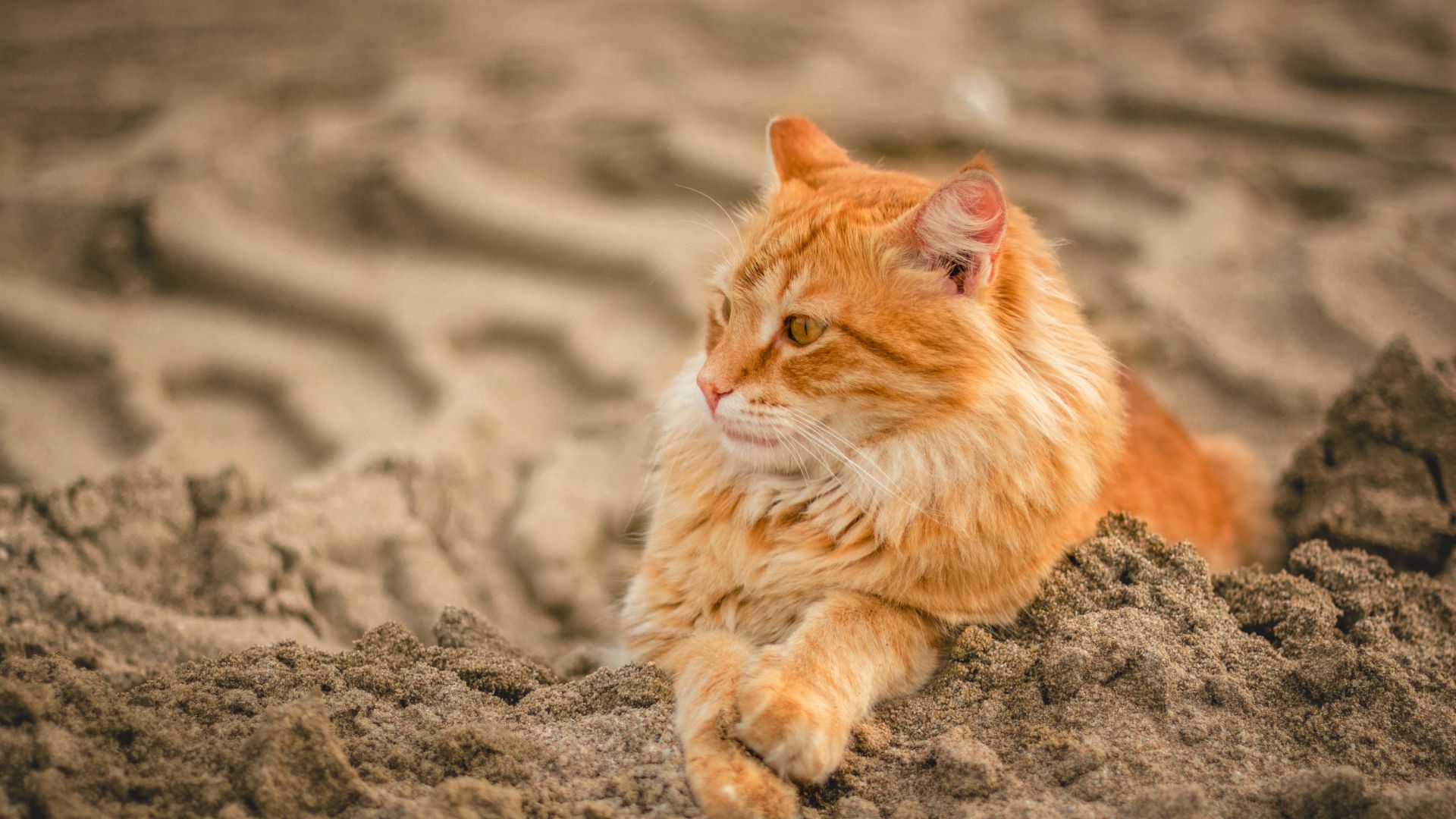 Payment Options For Veterinary Care | Cole Veterinary Clinic