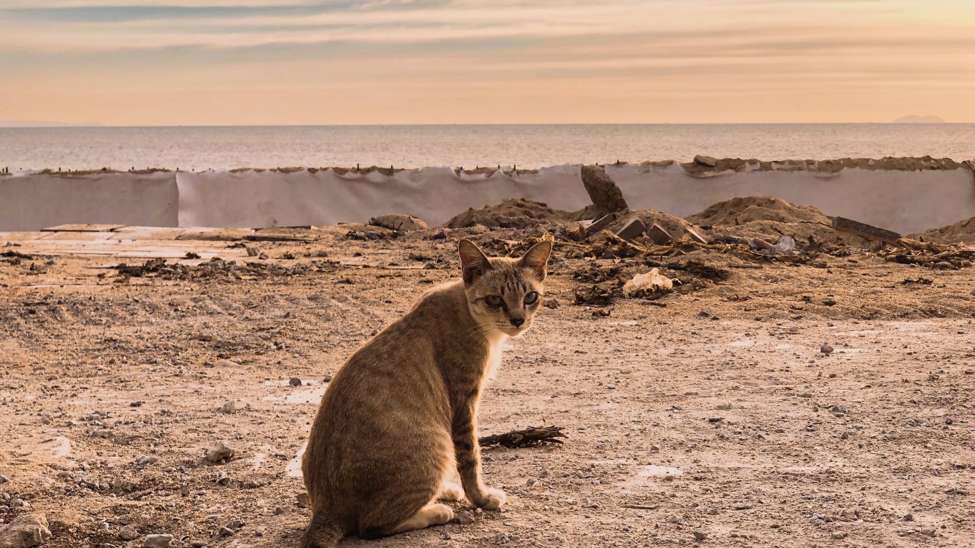 Surgery Consent Form | Cole Veterinary Clinic