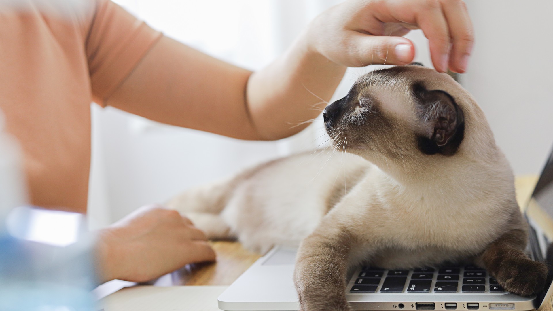 Accessibility Statement | Cole Veterinary Clinic