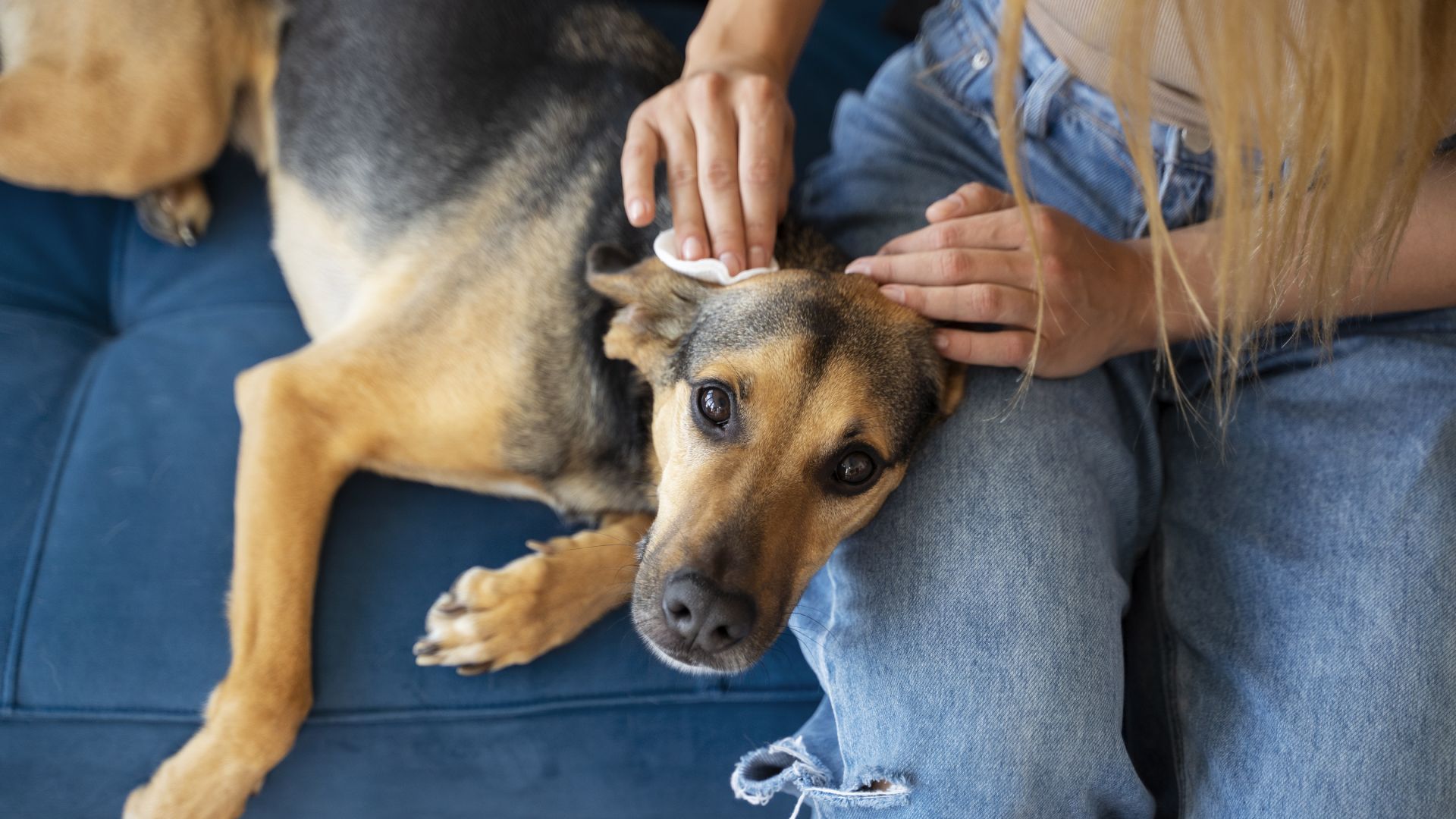 Pet Parasite & Prevention In Jacksonville Beach, FL | CVC